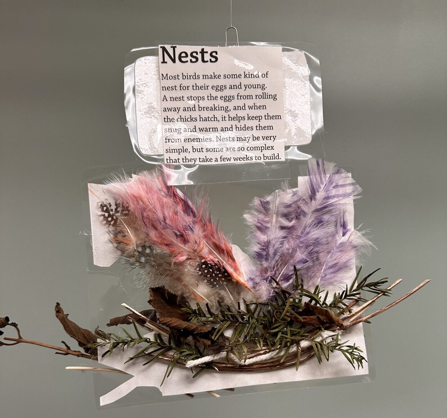 Featured Project: Birds | Children's Discovery Center